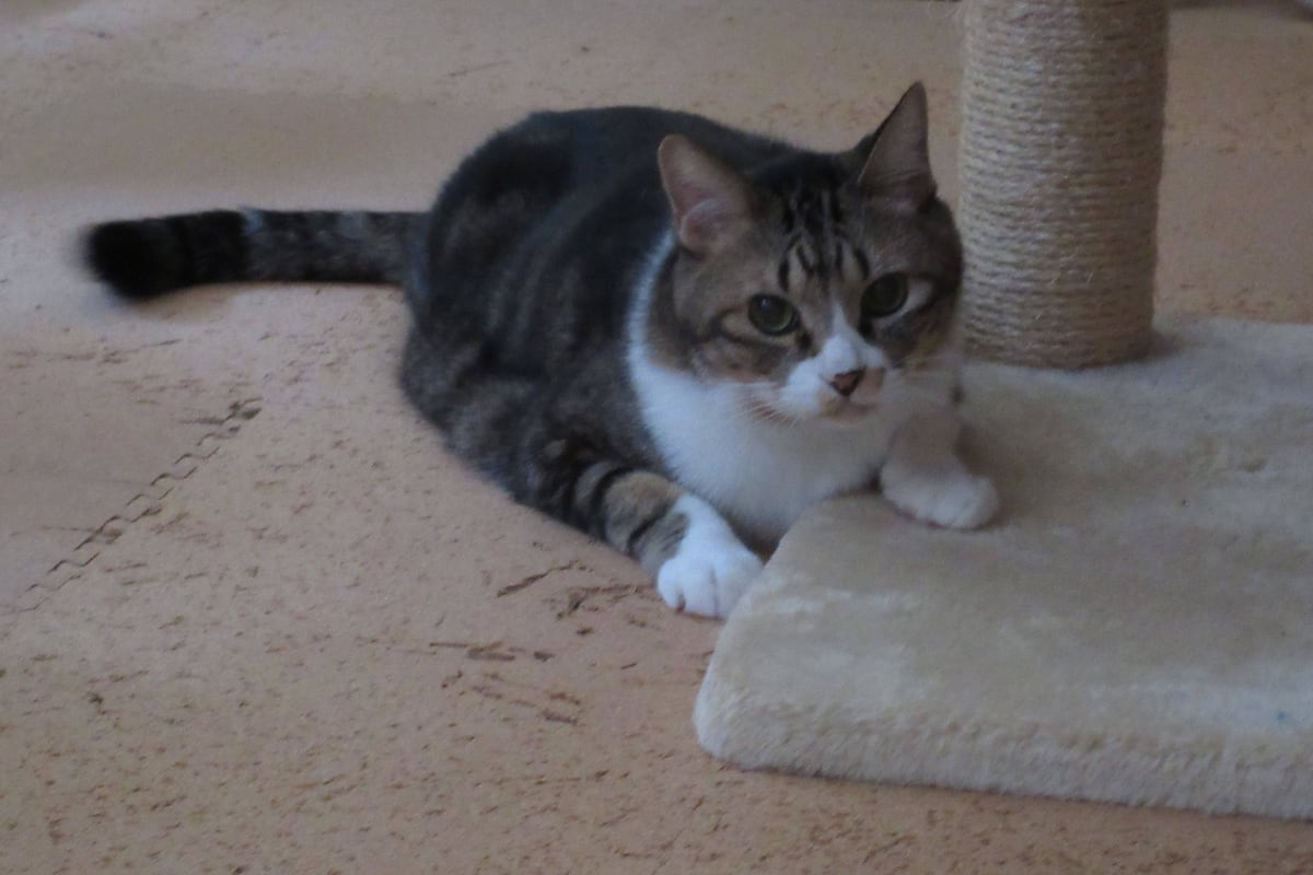 天皇ご一家の新しい愛猫ご紹介、三毛猫の「美海」 保護猫を譲り受けられ - トピックス｜Infoseekニュース